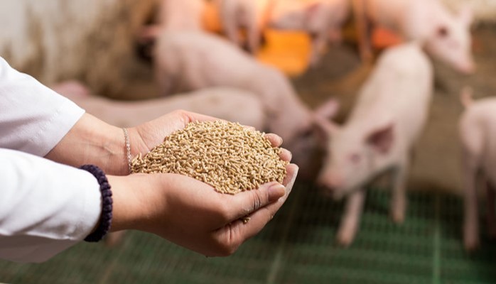 3 tips to avoid reductions in feed consumption on your farms